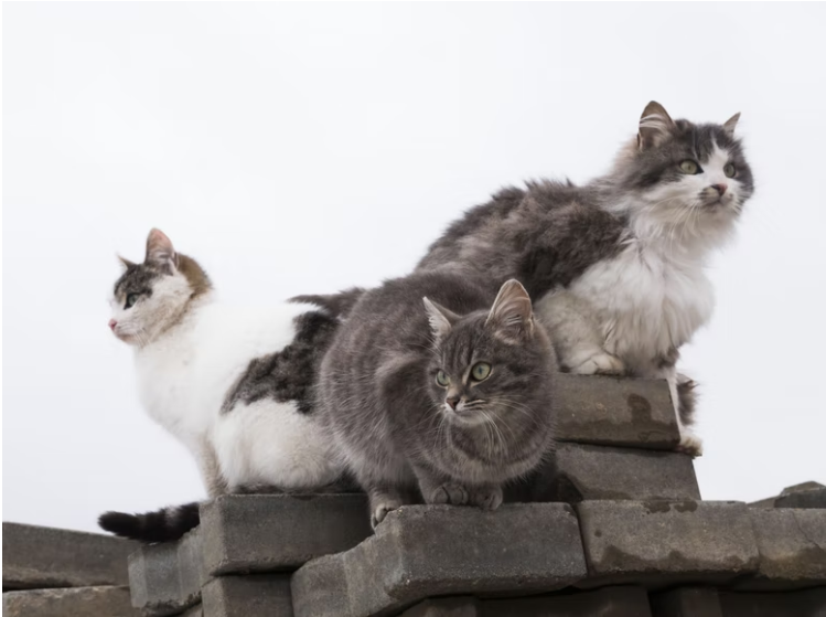 5 Tips To Manage a Multi-Cat Household